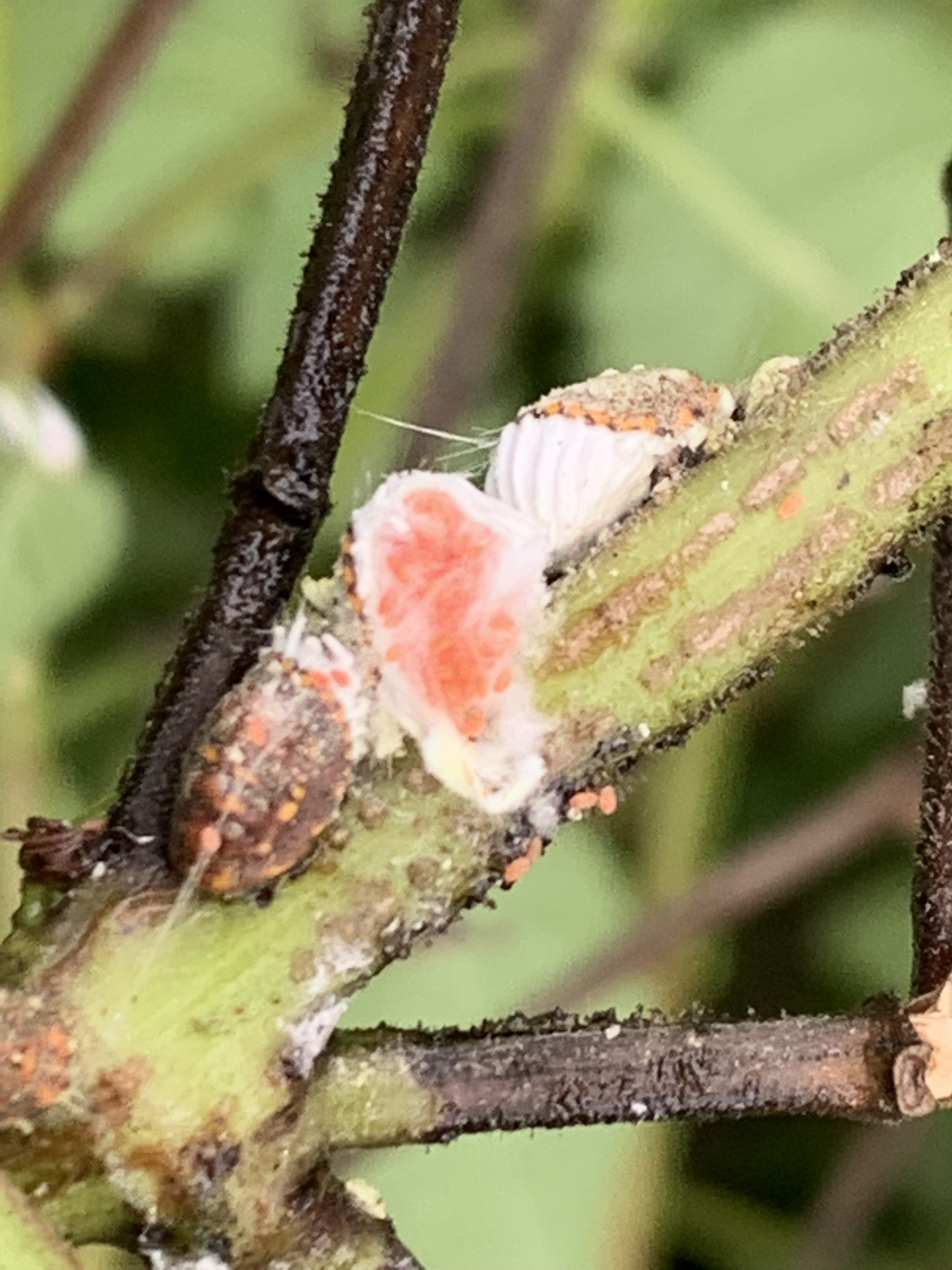 Icerya purchasi Maskell, 1879