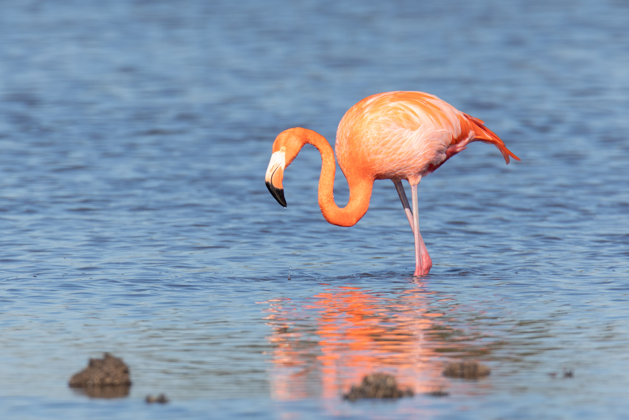 Phoenicopterus ruber Linnaeus, 1758
