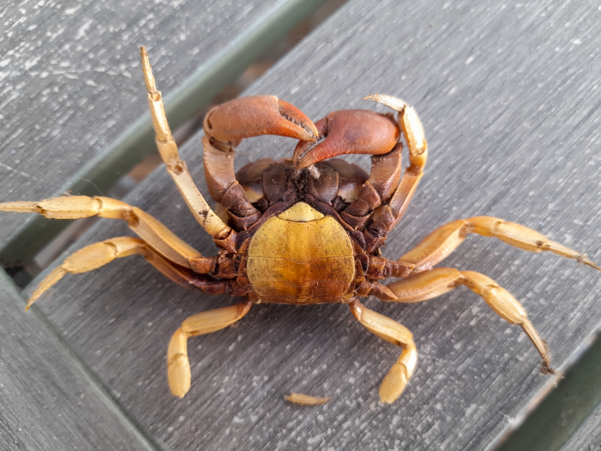 Gecarcinus lateralis Guérin, 1832