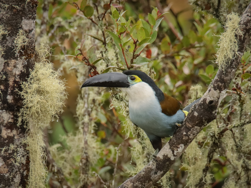 Black-billed Mountain-Toucan from Guasca, Cundinamarca, Colombia on ...