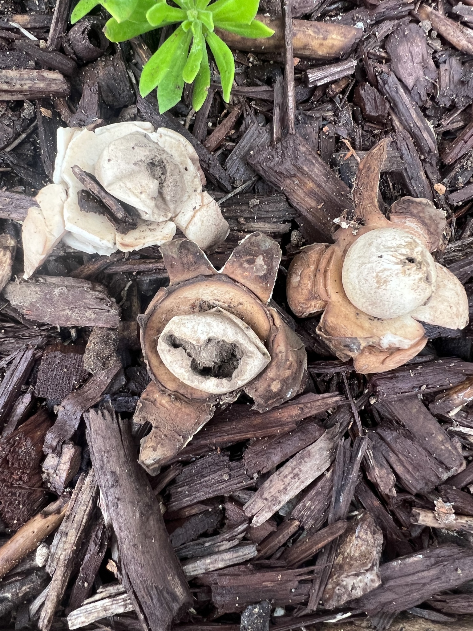 Geastrum saccatum Fr.