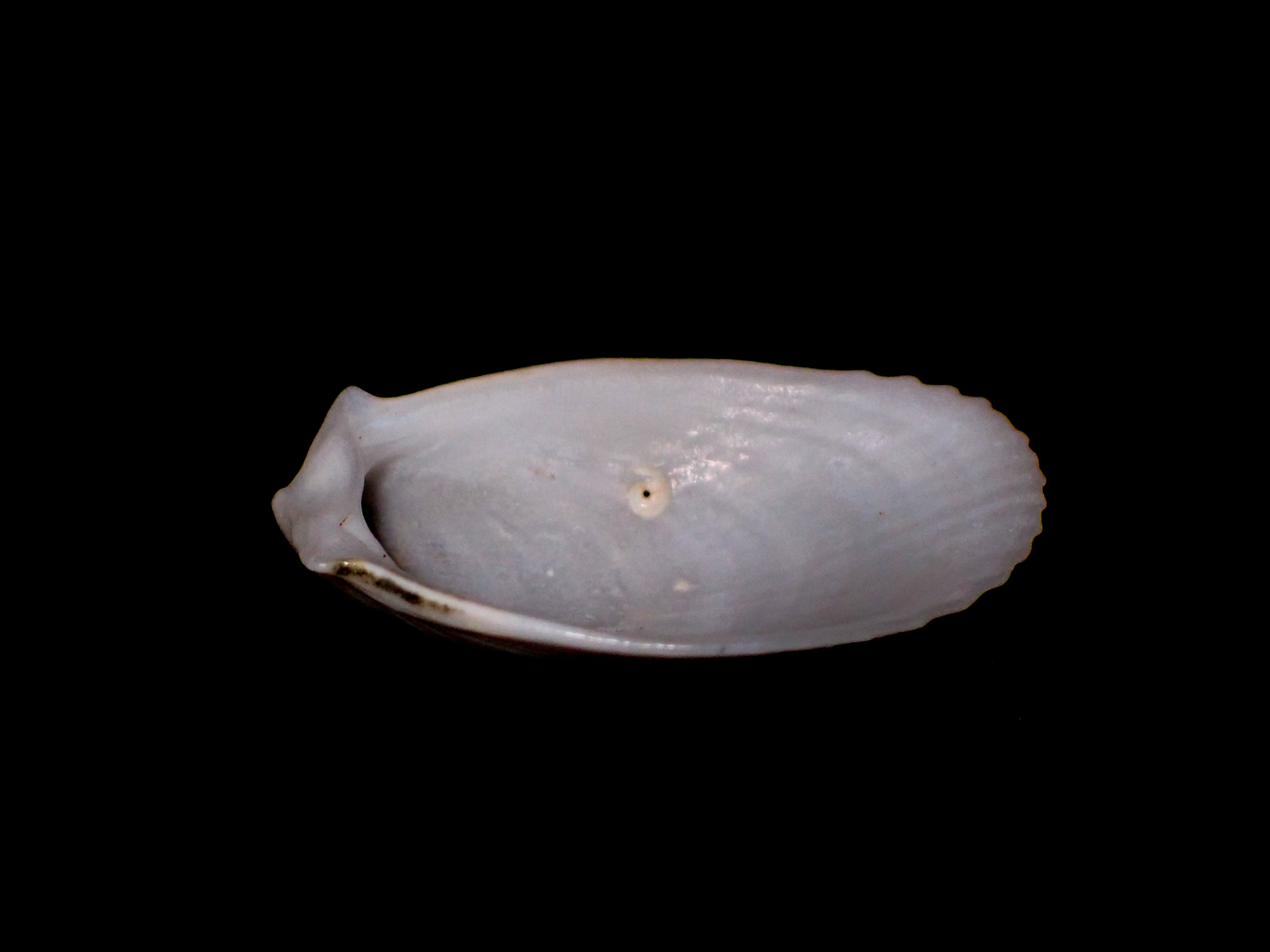 Limidae