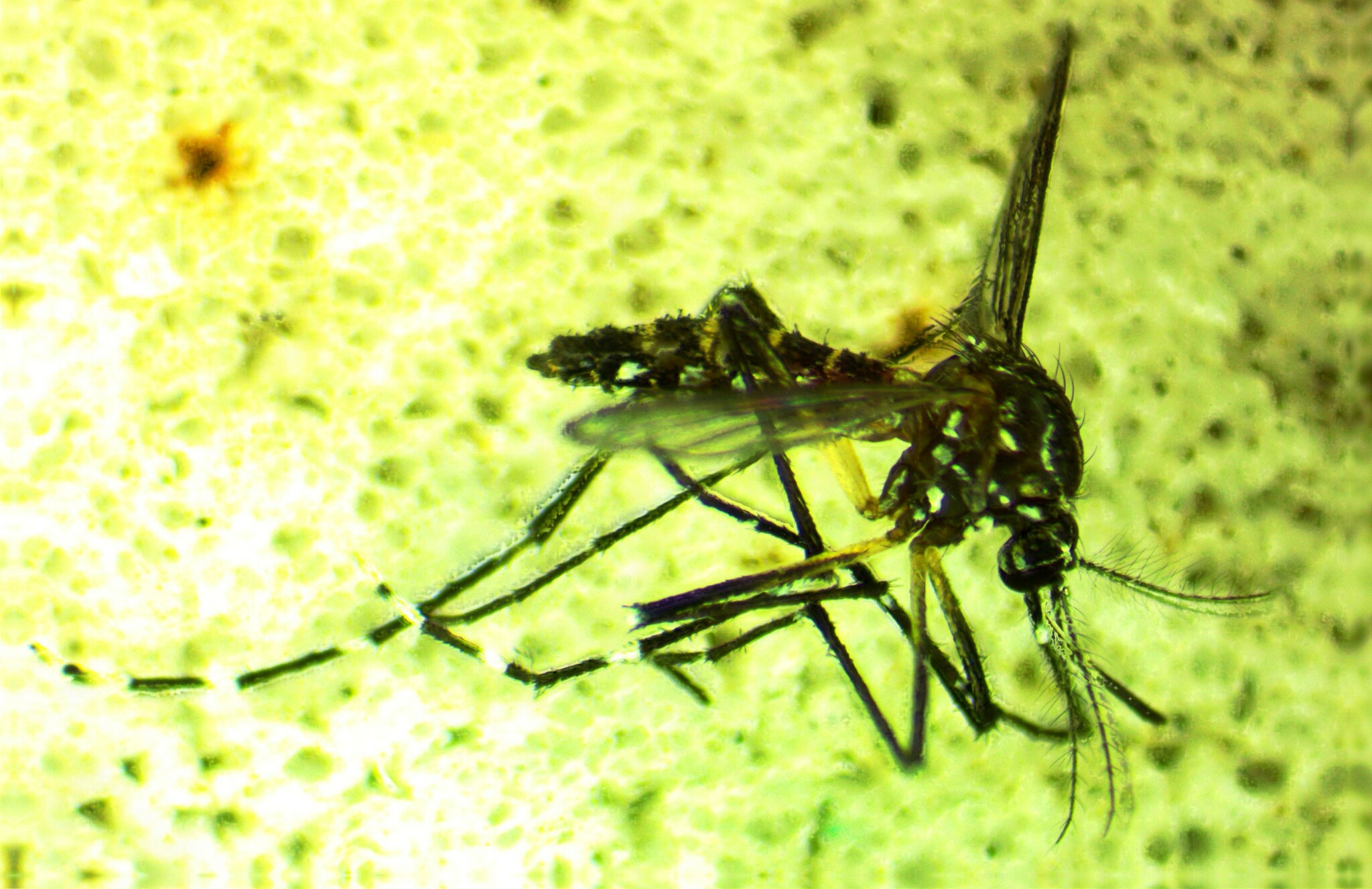 Aedes aegypti (Linnaeus, 1762)