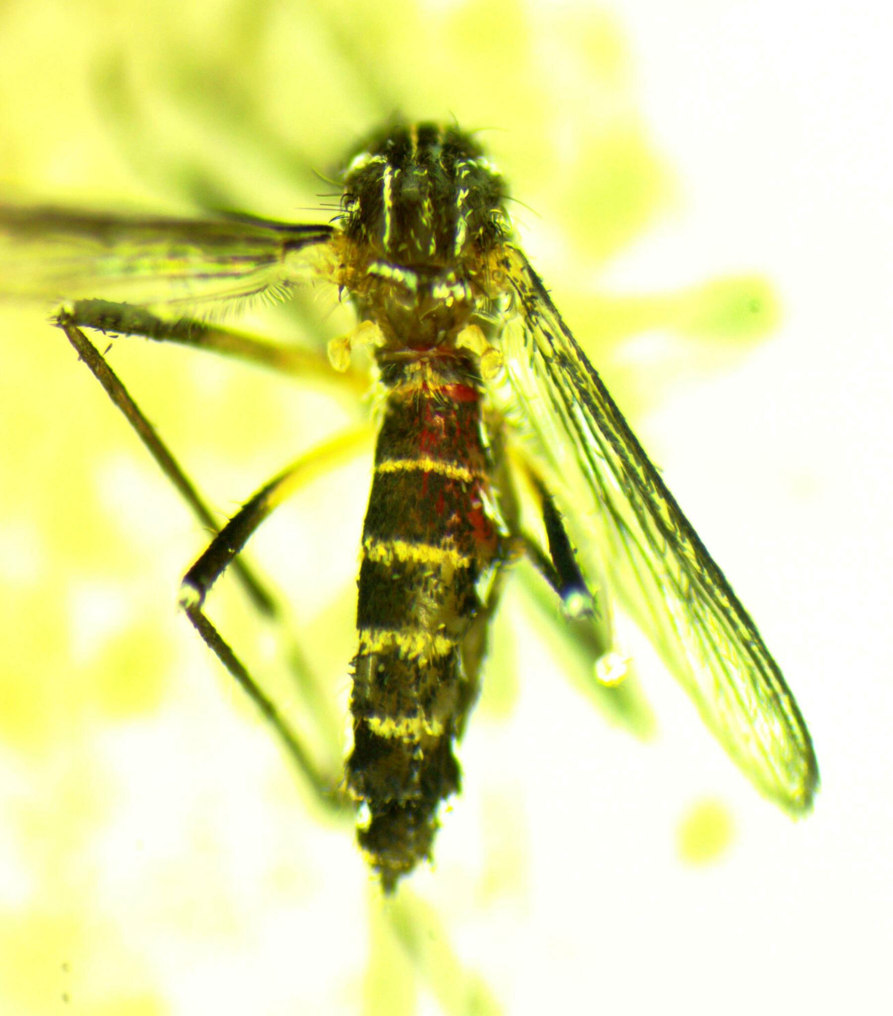 Aedes aegypti (Linnaeus, 1762)