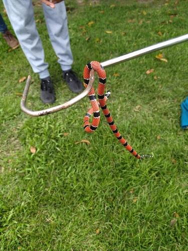 Subespecies Micrurus dumerilii venezuelensis · iNaturalist Mexico