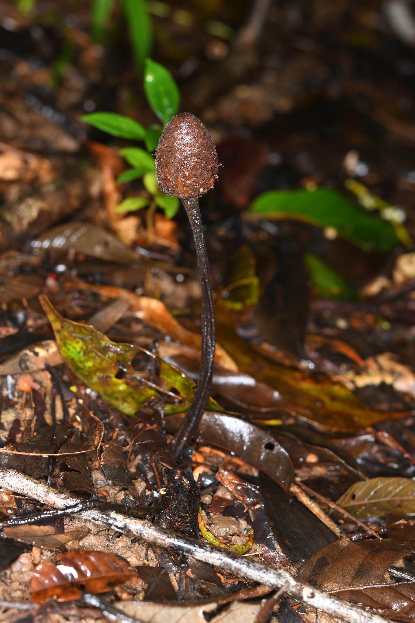 Helosis cayennensis (Sw.) Spreng.