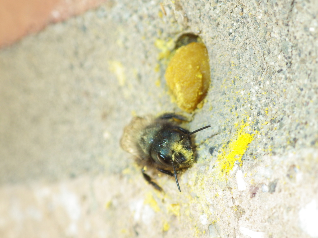 Mason Bees from Spokane County, US-WA, US on April 20, 2016 at 05:37 PM ...