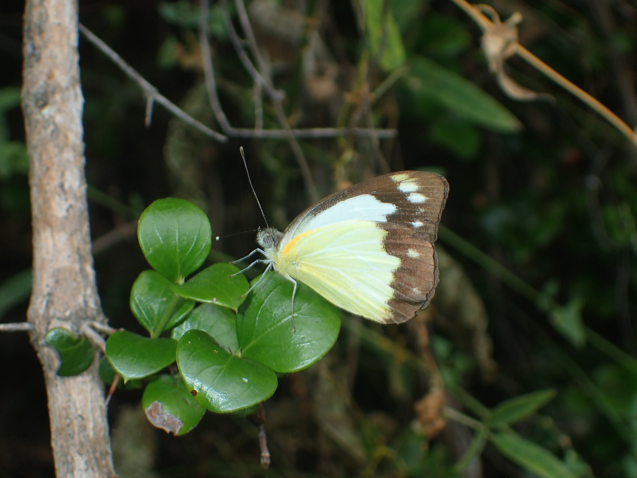 Cepora perimale (Donovan, 1805)