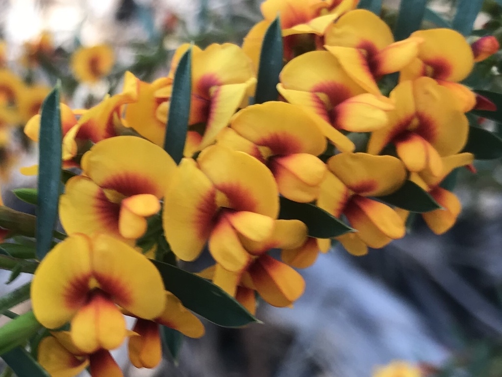 Egg and Bacon Plant (Eutaxia myrtifolia) - Botanical Realm