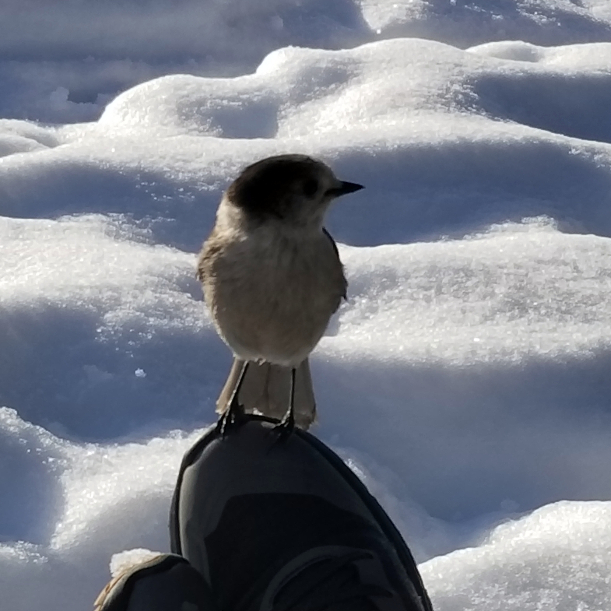 Perisoreus canadensis (Linnaeus, 1766)