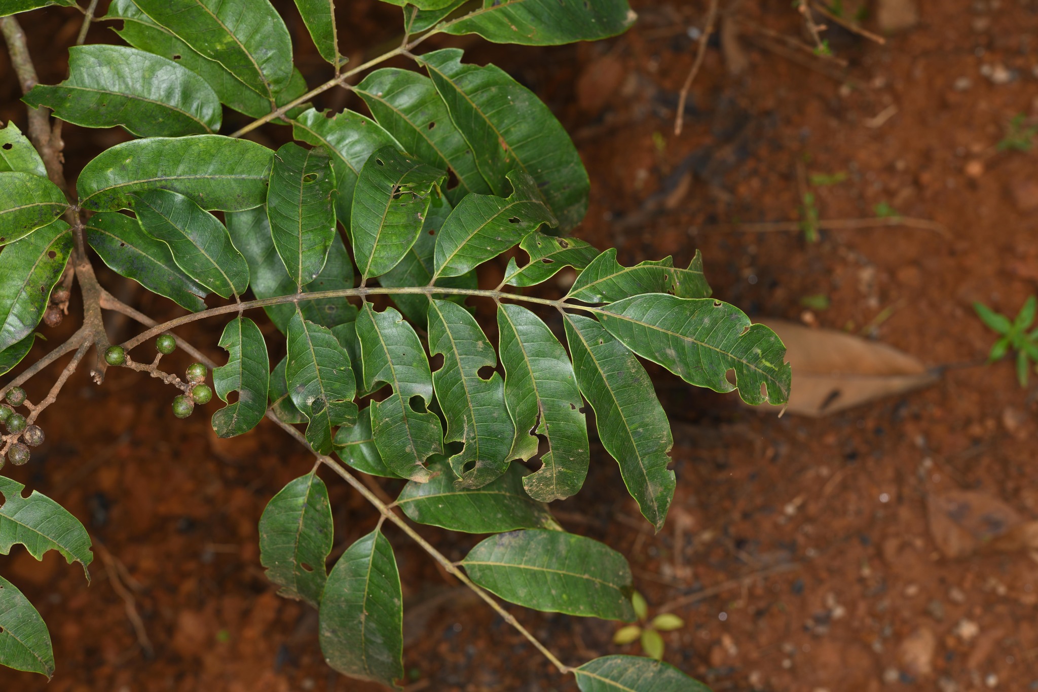 Tapirira guianensis Aubl.