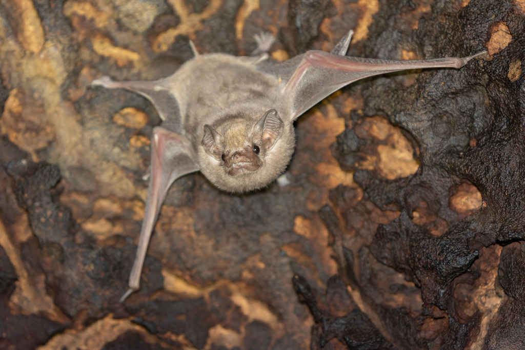 Arabian Sheath-tailed Bat from Dhofar Governorate, Oman on November 16 ...