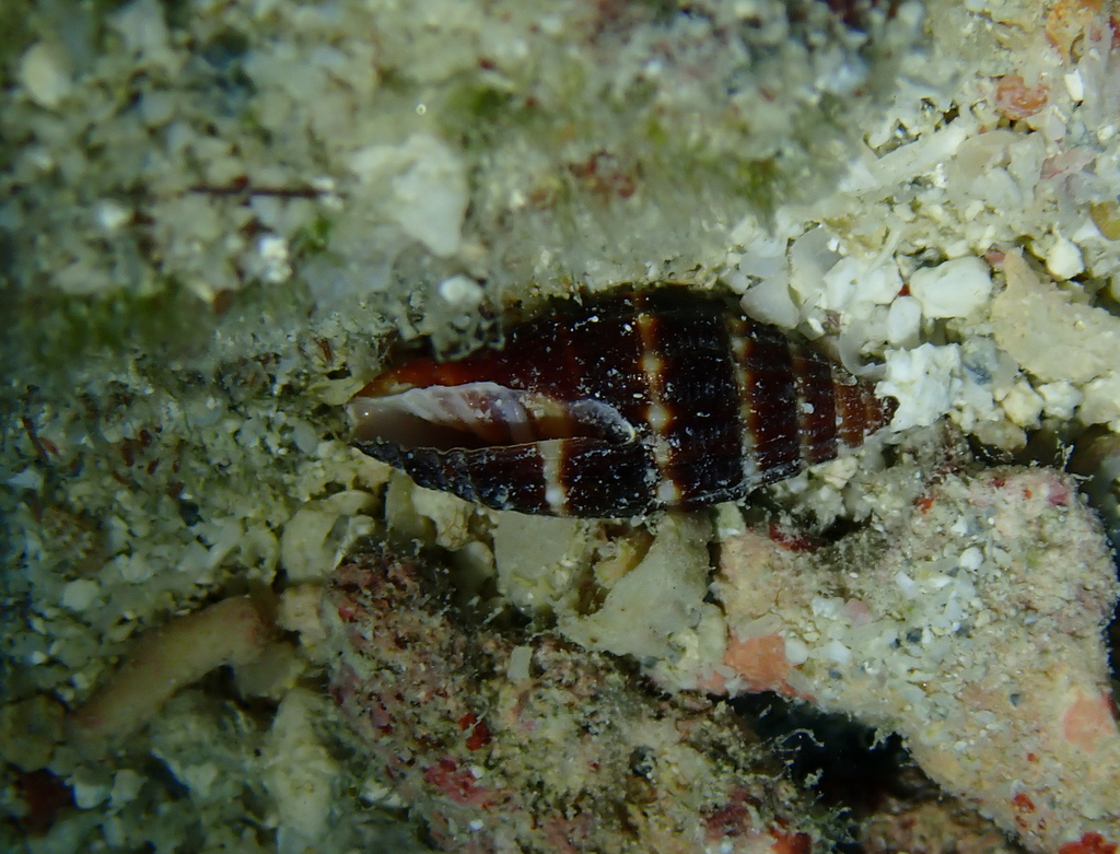 Pusia microzonias from Naviti Island, Fiji on January 10, 2023 at 03:45 PM by Debra Baker. End ...