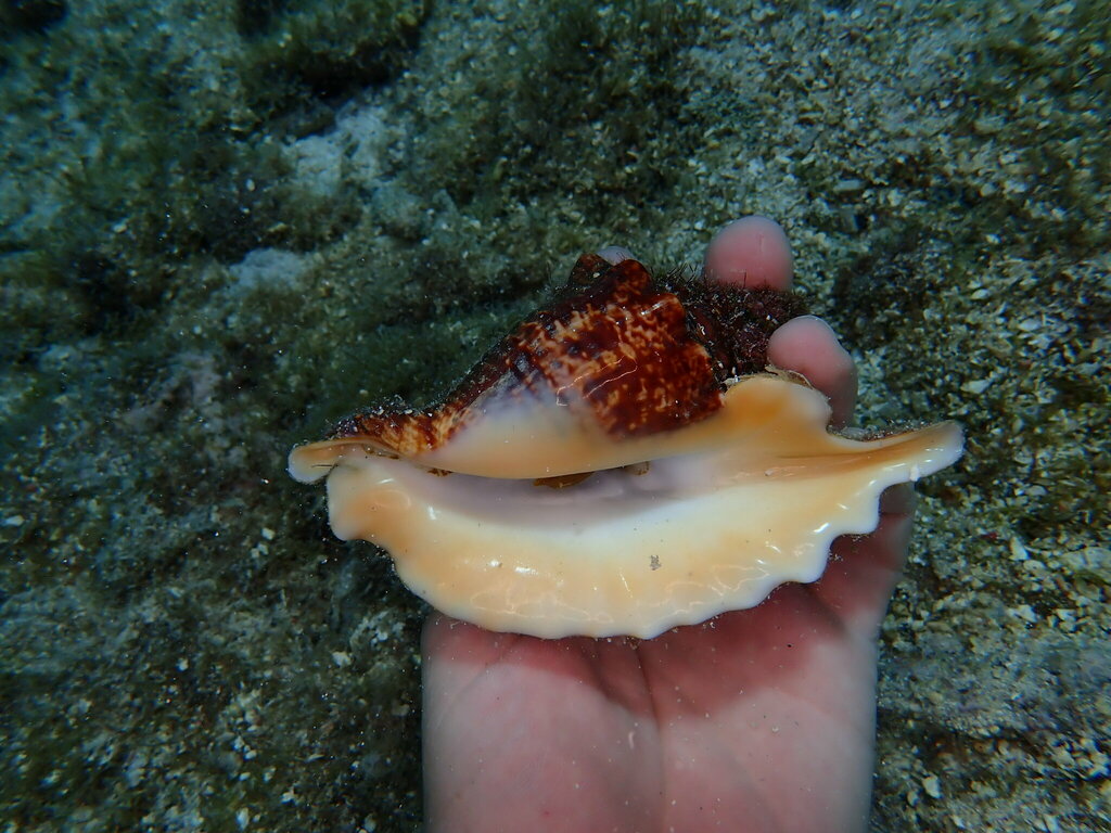 Rooster-tail Conch in January 2023 by Floris P · iNaturalist