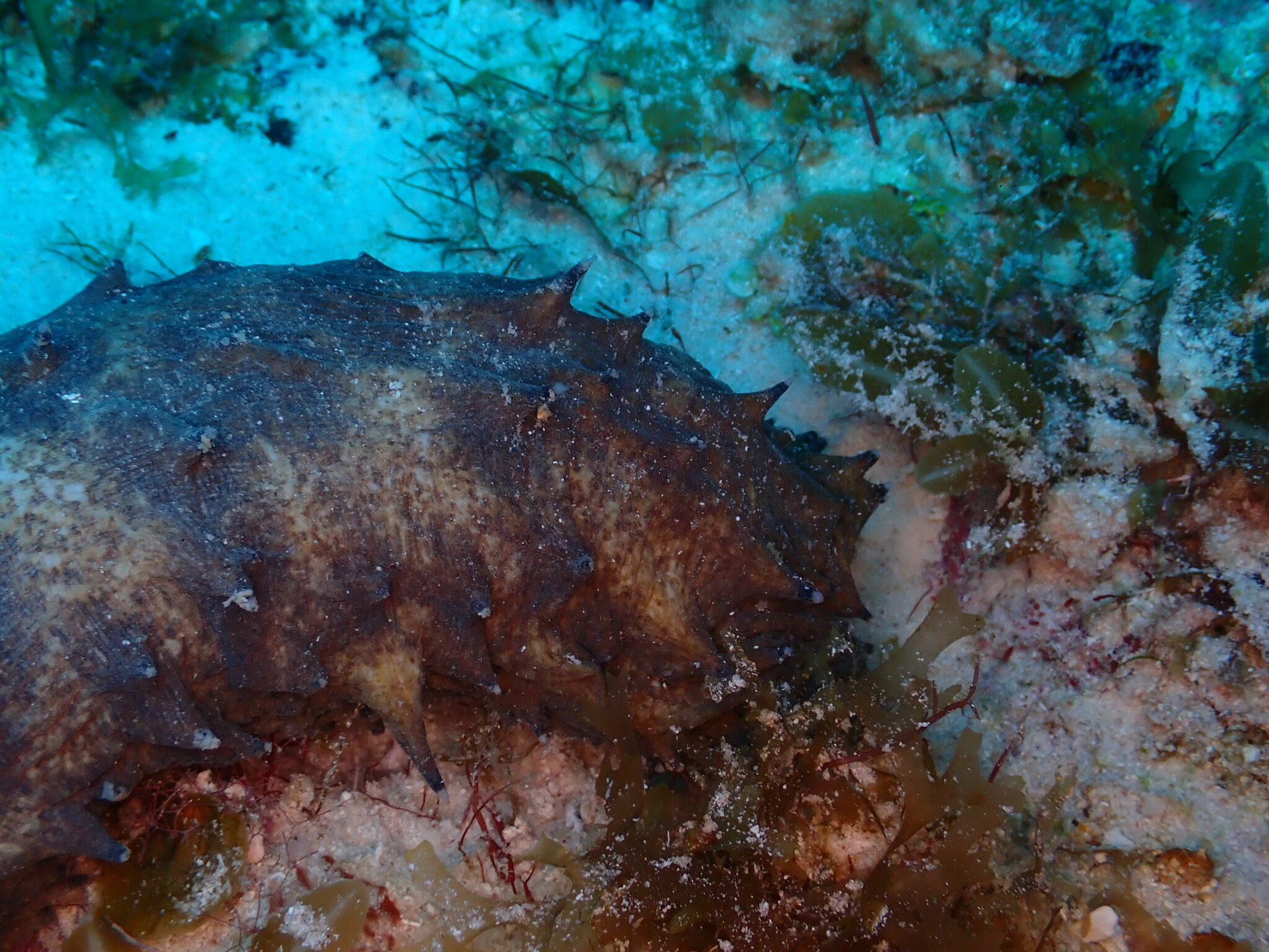 Holothuria thomasi Pawson & Caycedo, 1980