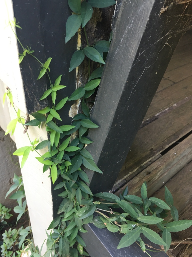 Catclaw vine in January 2023 by kmackau · iNaturalist