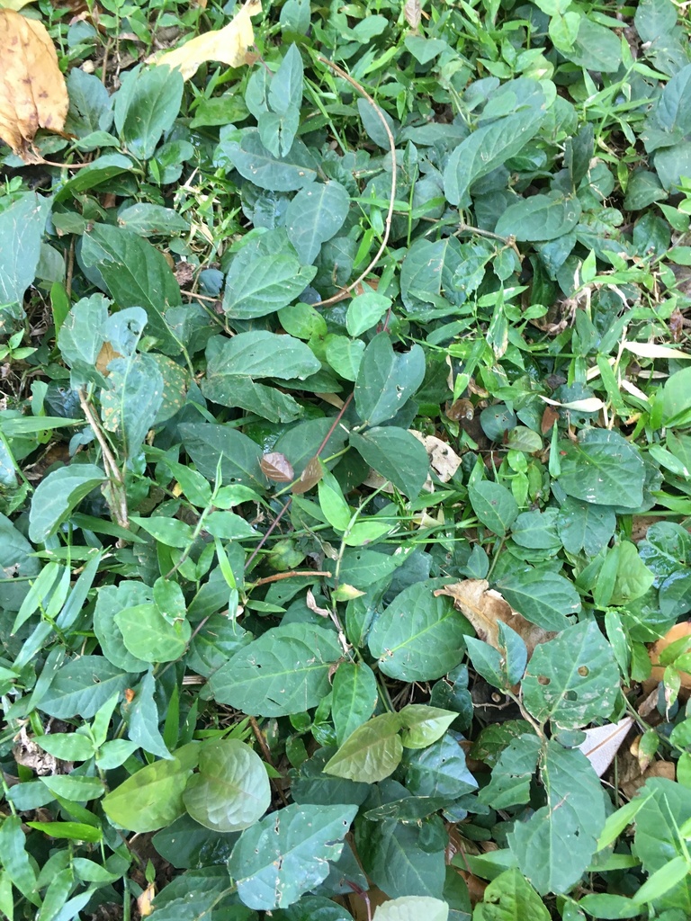 Catclaw vine in January 2023 by kmackau · iNaturalist