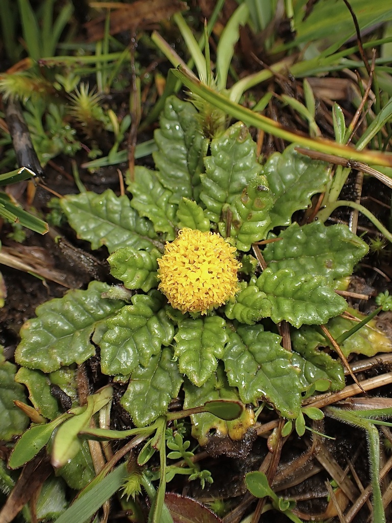(Senecio rhizocephalus) - Botanical Realm