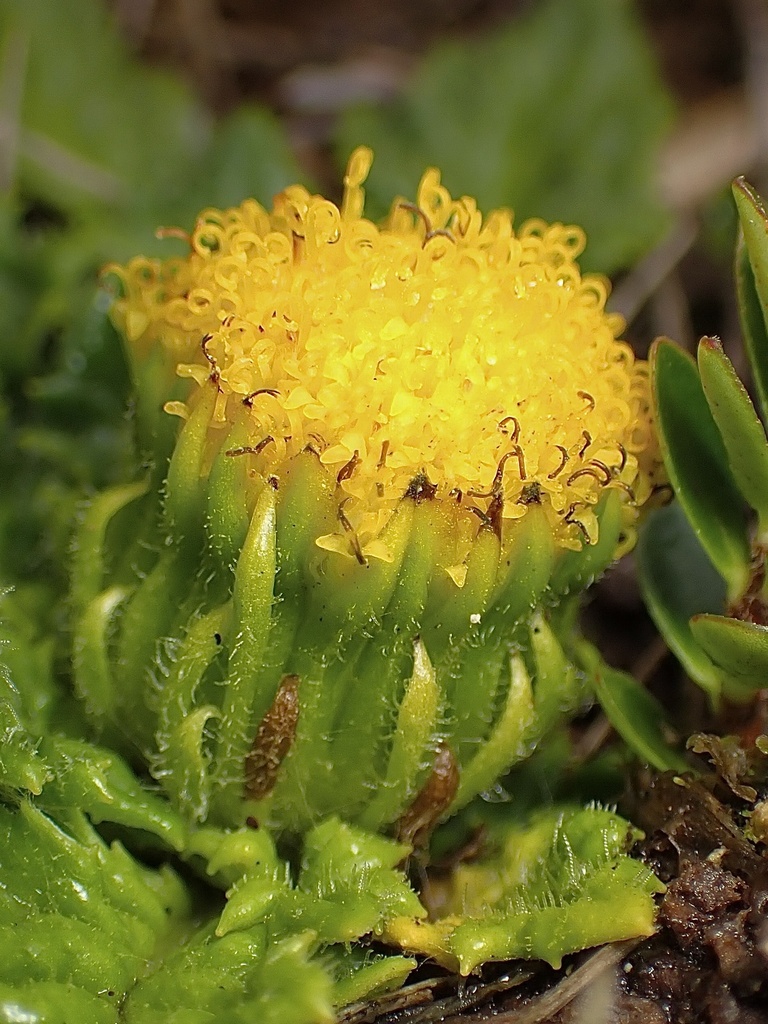 (Senecio rhizocephalus) - Botanical Realm