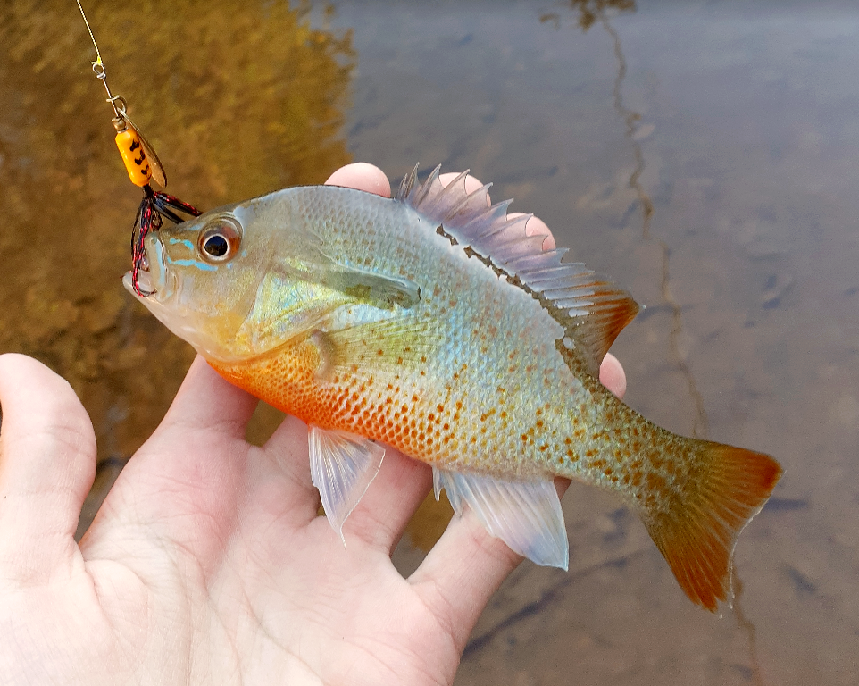 Redbreast Sunfish (Lepomis auritus) - Marine Life Identification