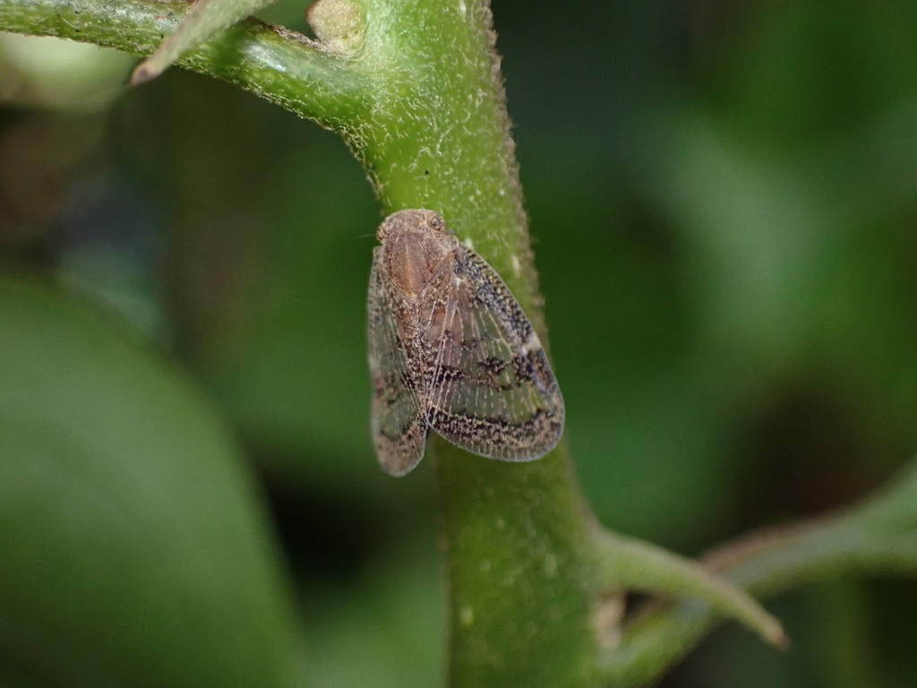 Passionvine hopper from Te Puru, New Zealand on January 16, 2023 at 08: ...