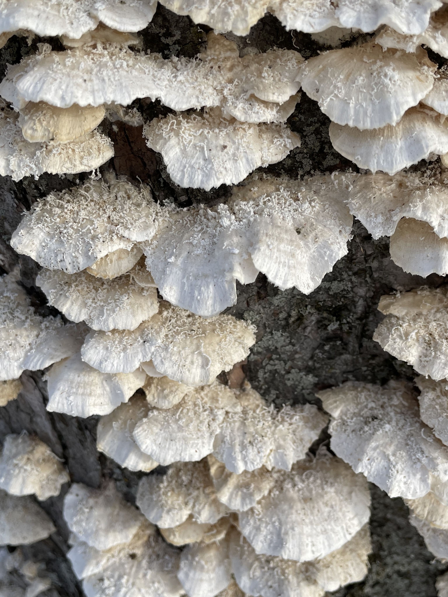 Trametes pubescens - Samtige Tramete