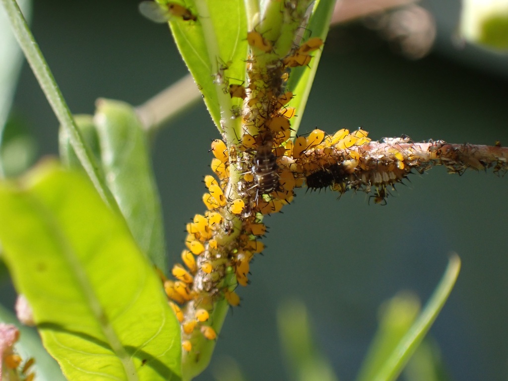 Oleander Aphid from Te Puru, New Zealand on January 16, 2023 at 08:17 ...
