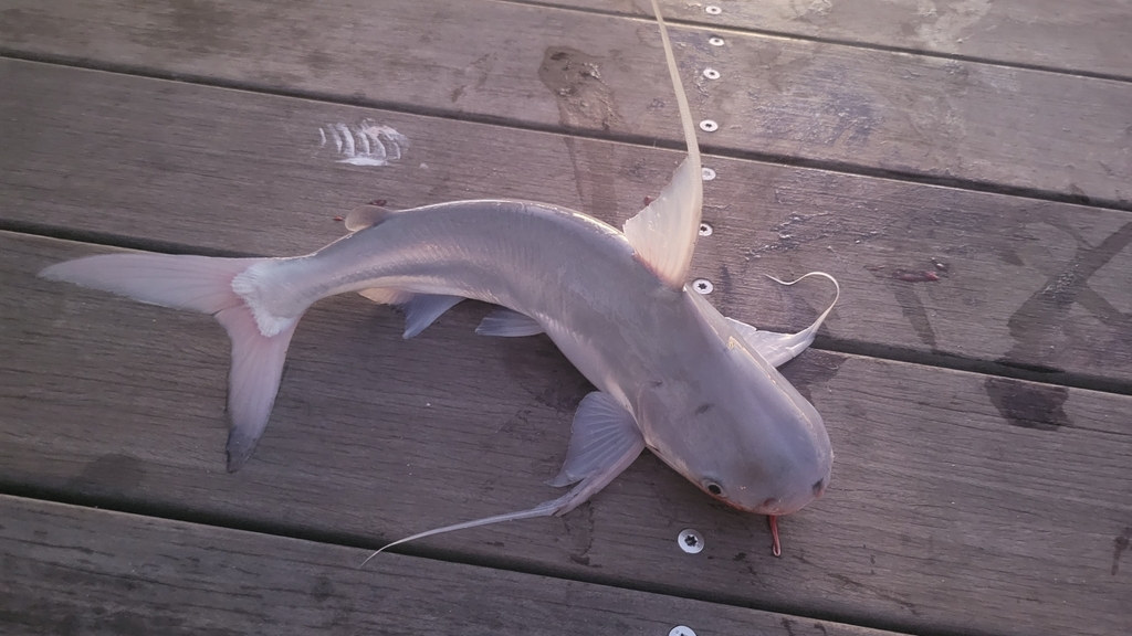 Gafftopsail Catfish from Sarasota County, FL, USA on January 15, 2023 ...