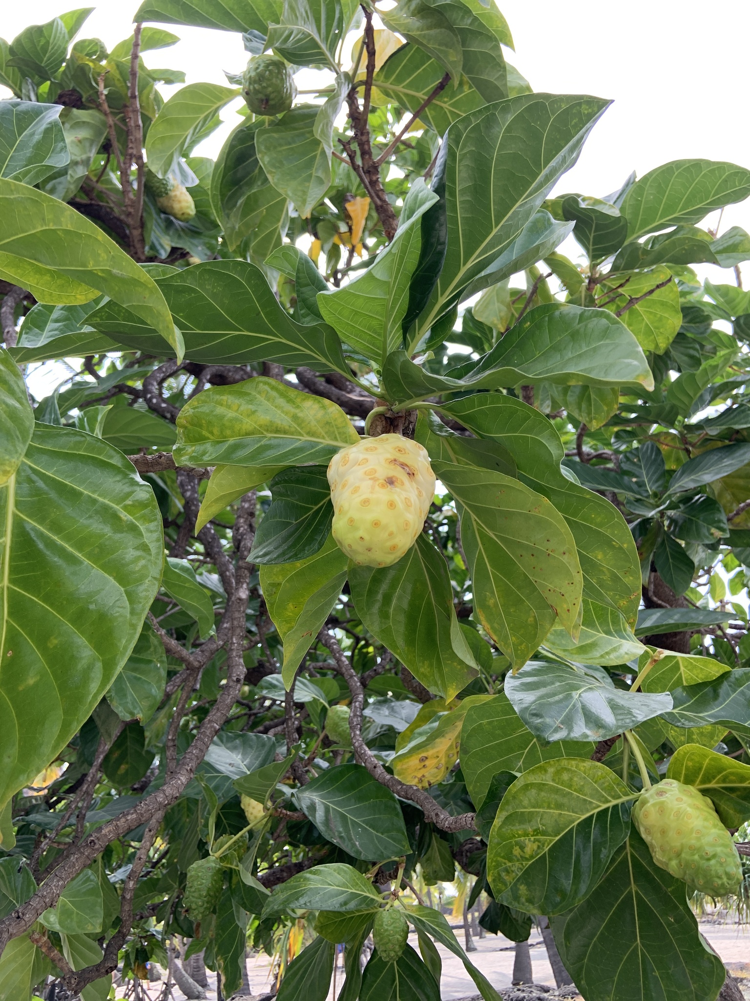 Morinda citrifolia L.