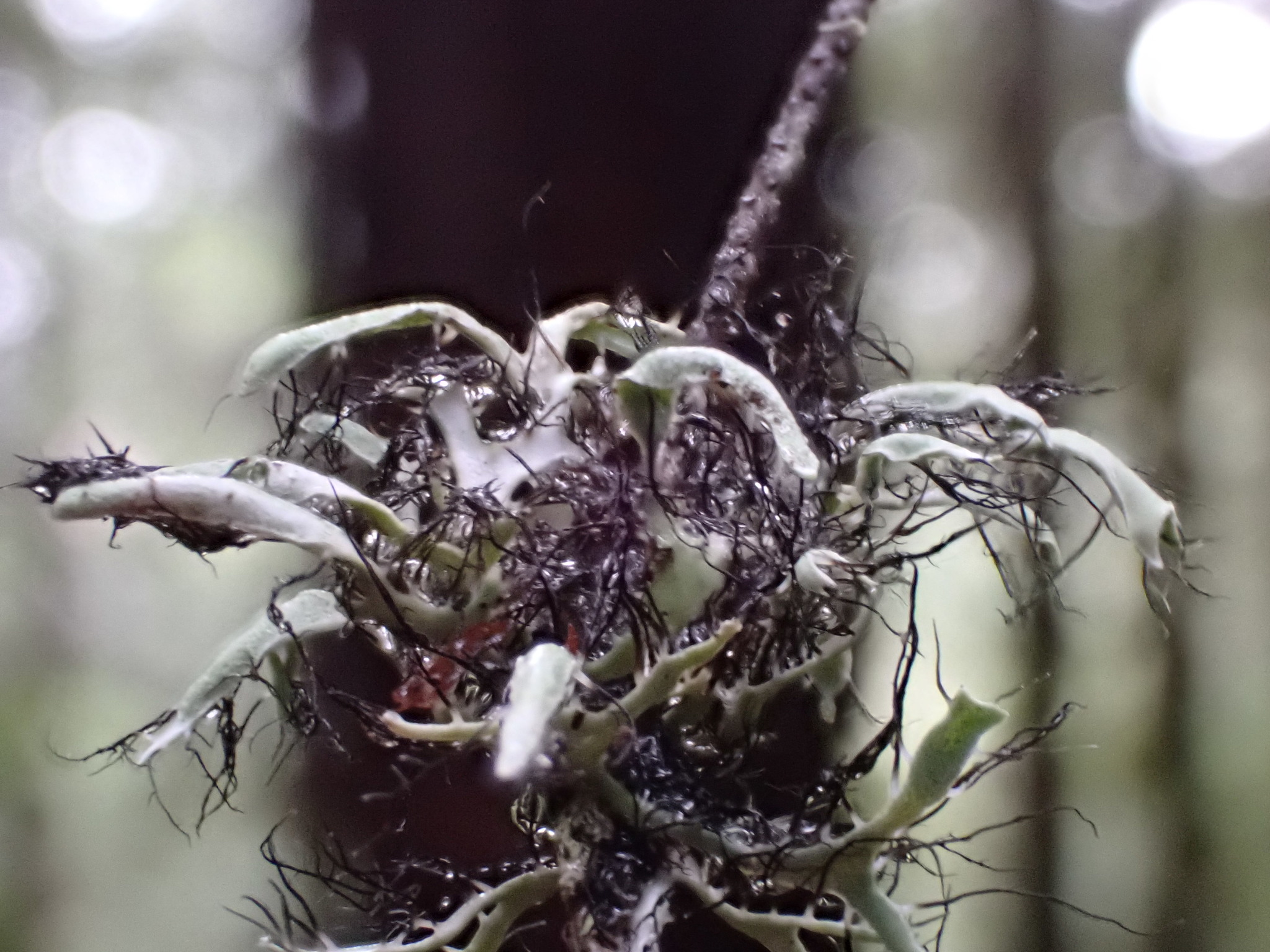 Leucodermia leucomelos (L.) Kalb