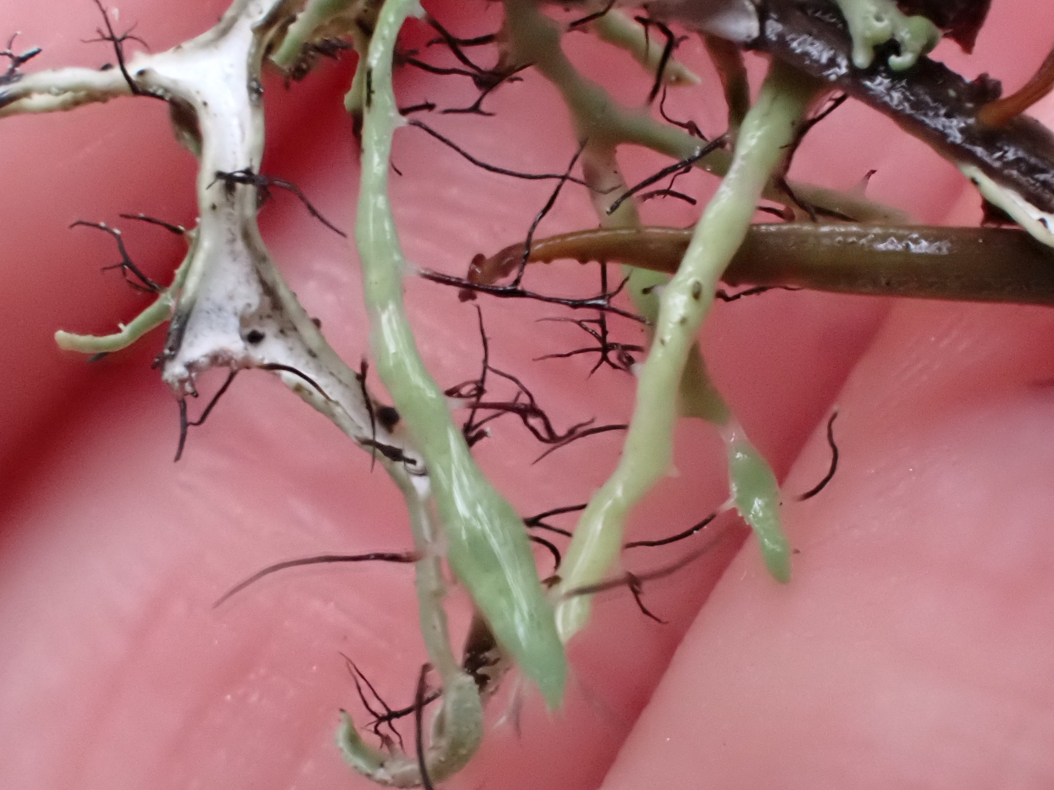 Leucodermia leucomelos (L.) Kalb