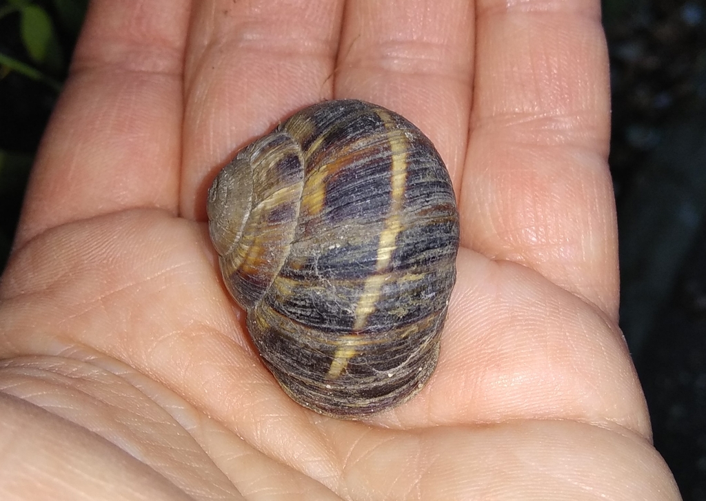 Turkish Snail from ул. Гладкова, 635, Новороссийск, Краснодарский край ...