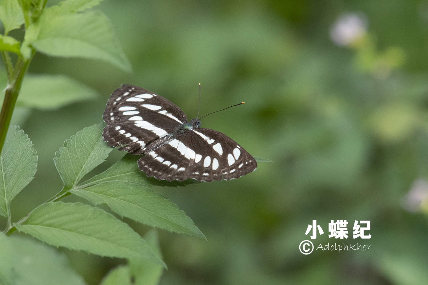 Neptis hylas Linnaeus, 1758