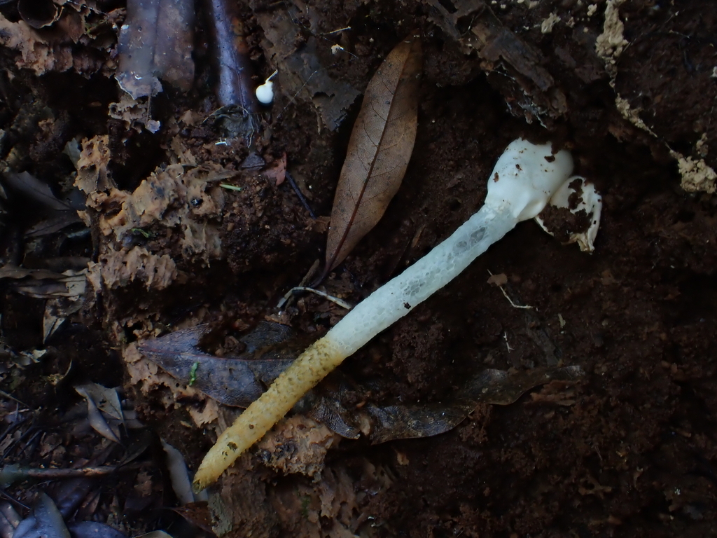 Mutinus from Hongi's Track, Rotoiti near Rotorua on January 15, 2023 at ...