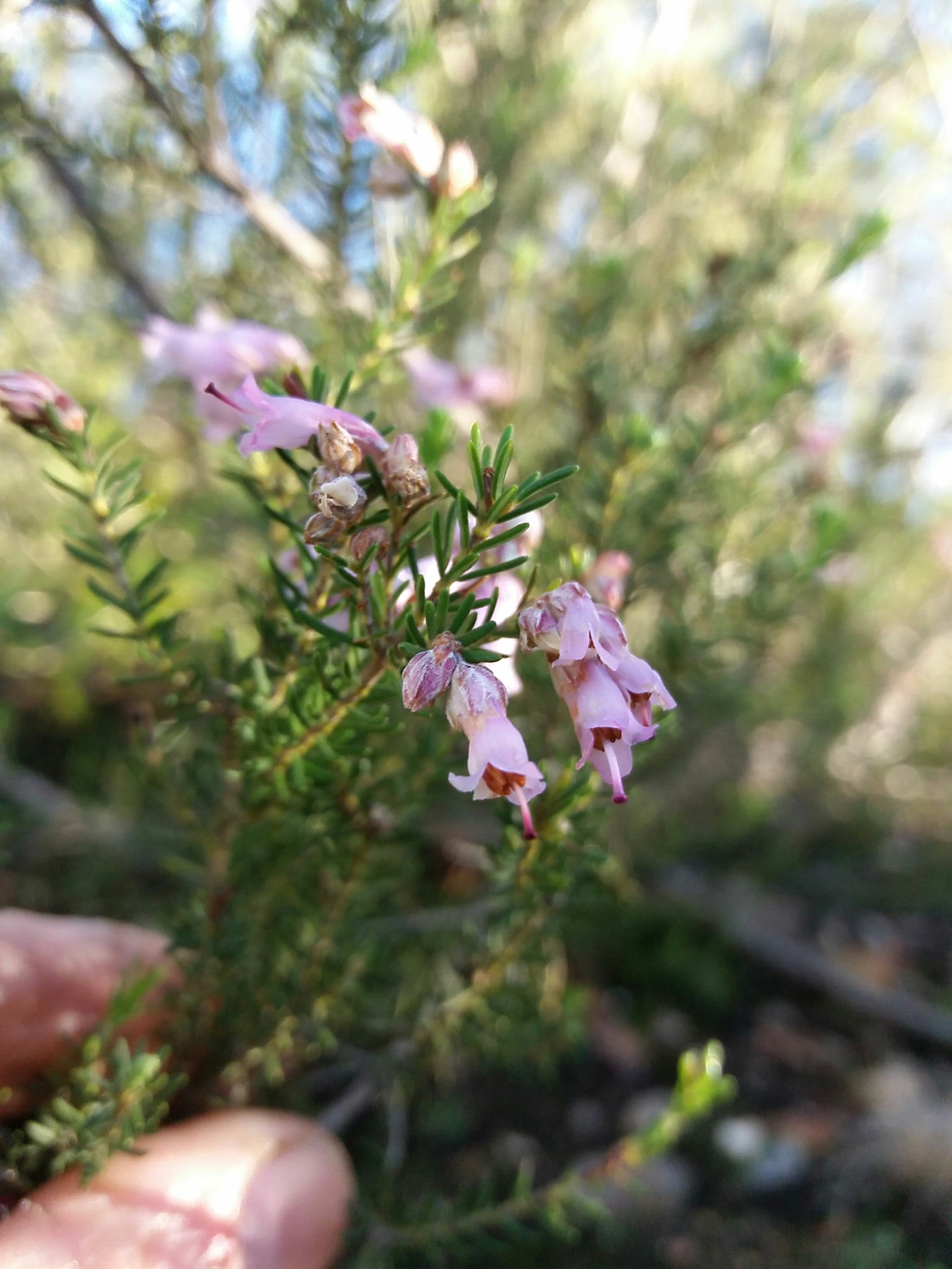 Erica australis L.