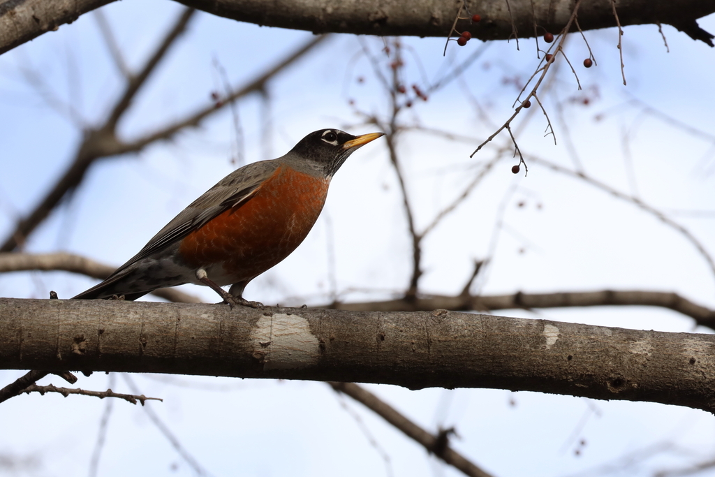 American Robin from Bustamante, N.L., México on January 15, 2023 at 05: ...