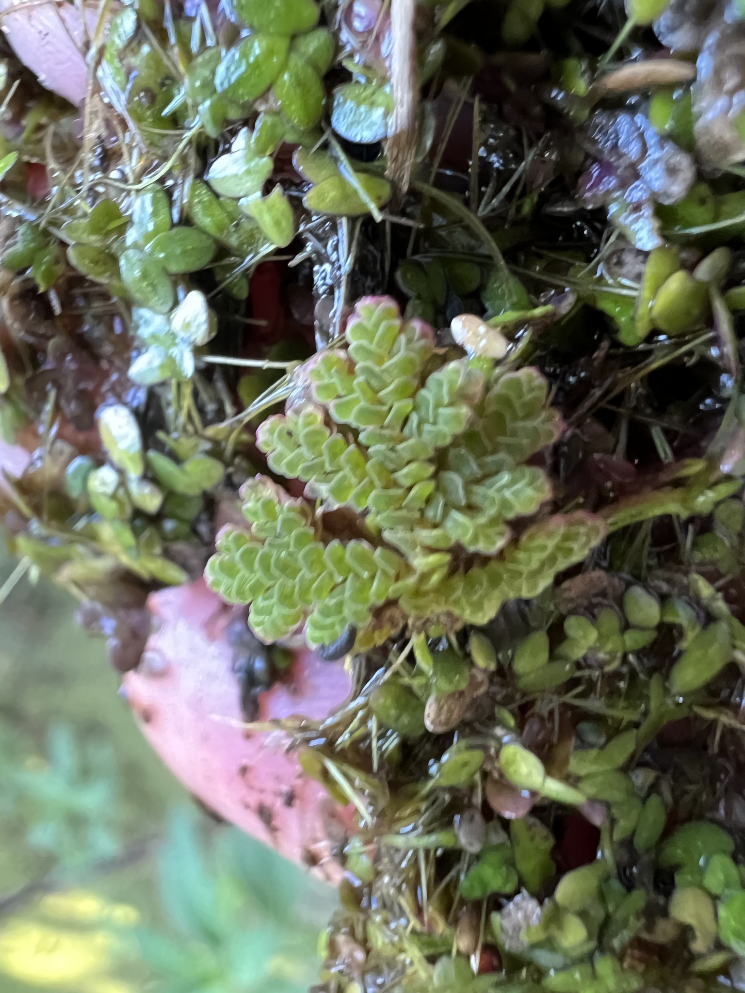Azolla filiculoides Lam.