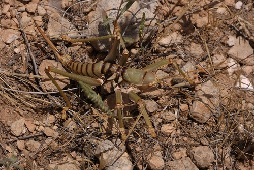 Subspecies Saga ephippigera syriaca · iNaturalist