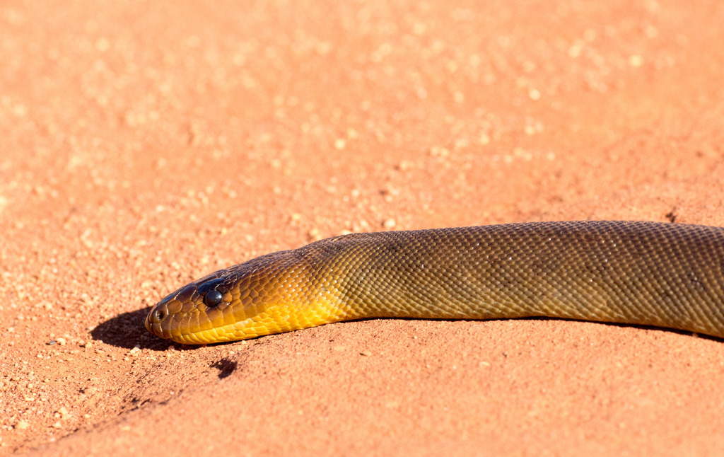 Woma Python in June 2020 by chris_barnesoz · iNaturalist