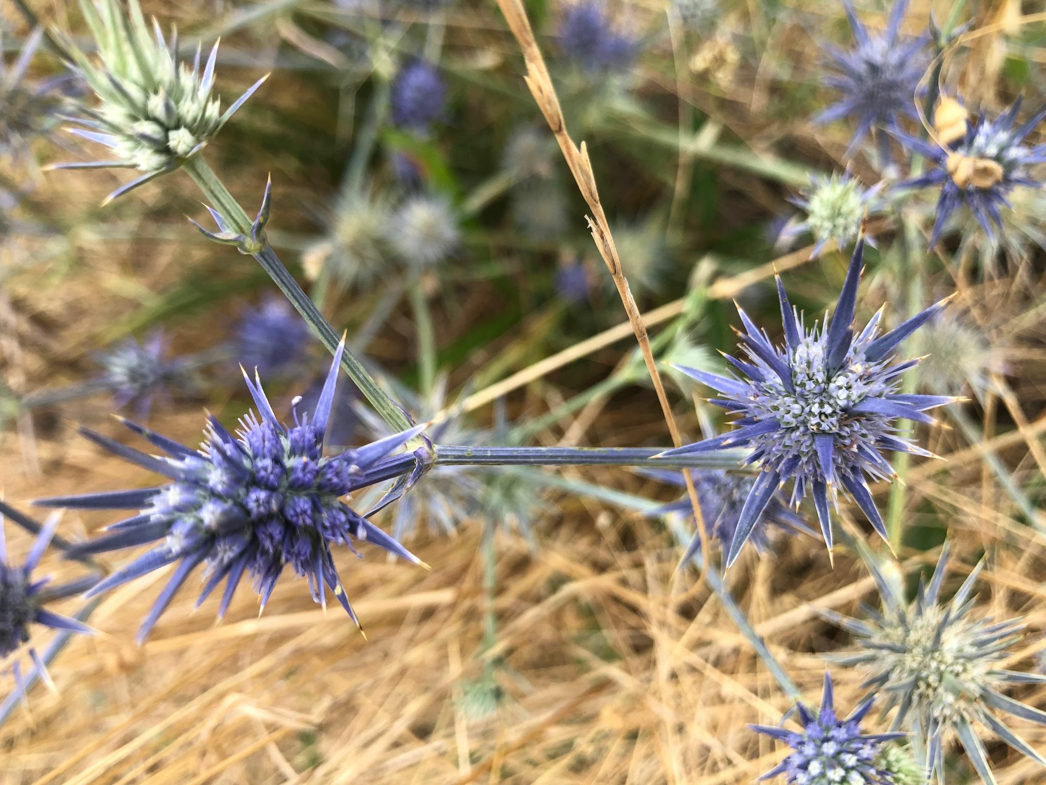 Eryngium ovinum A.Cunn.