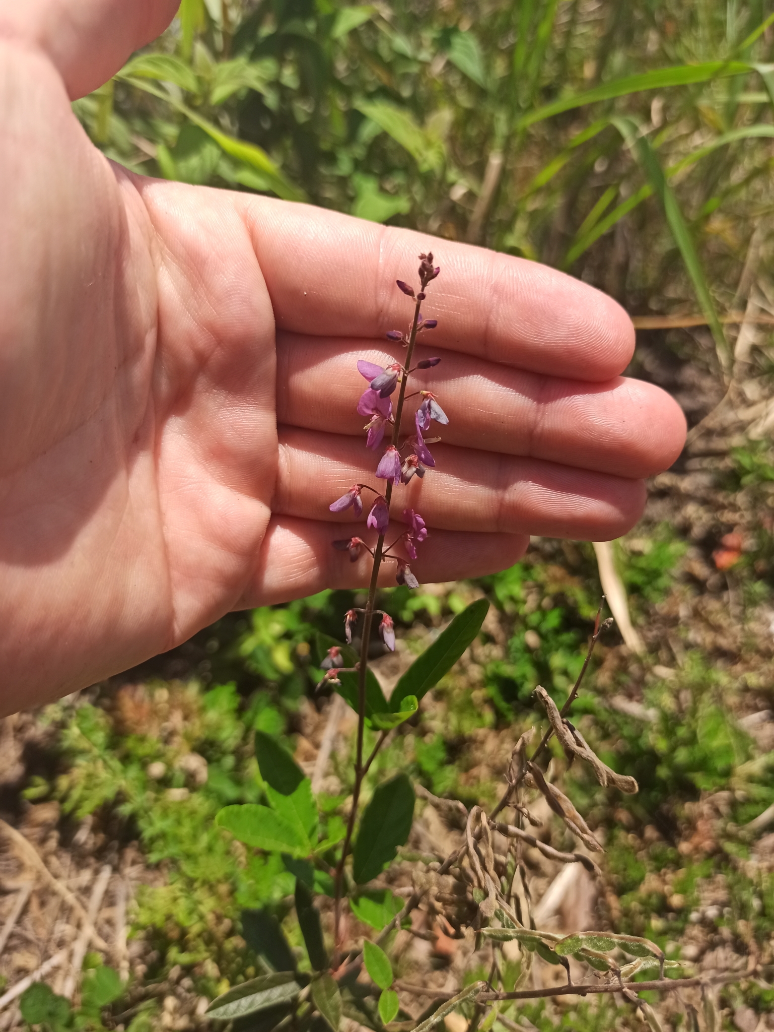 Desmodium incanum (Sw.) DC.