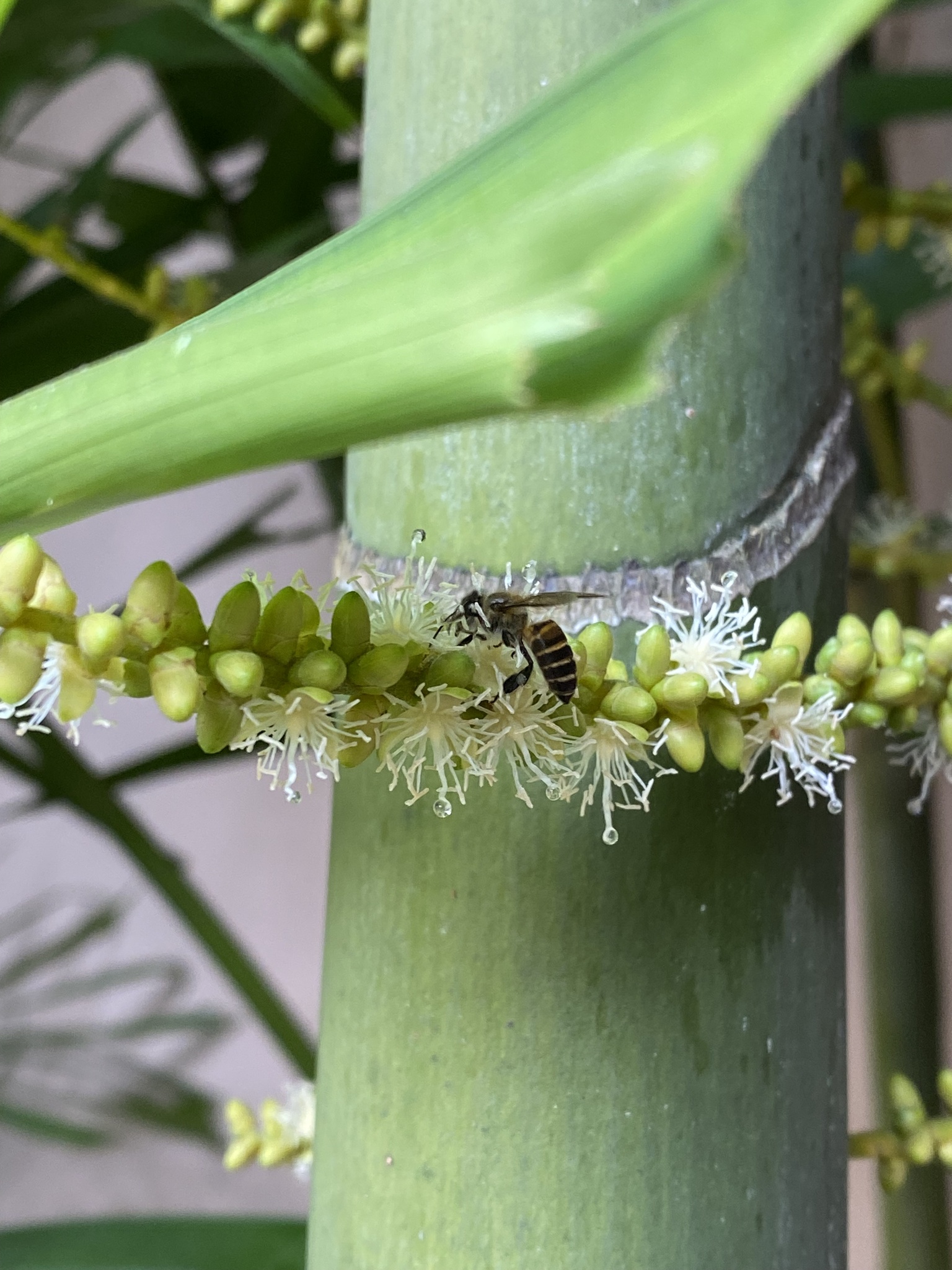 Apis cerana Fabricius, 1793