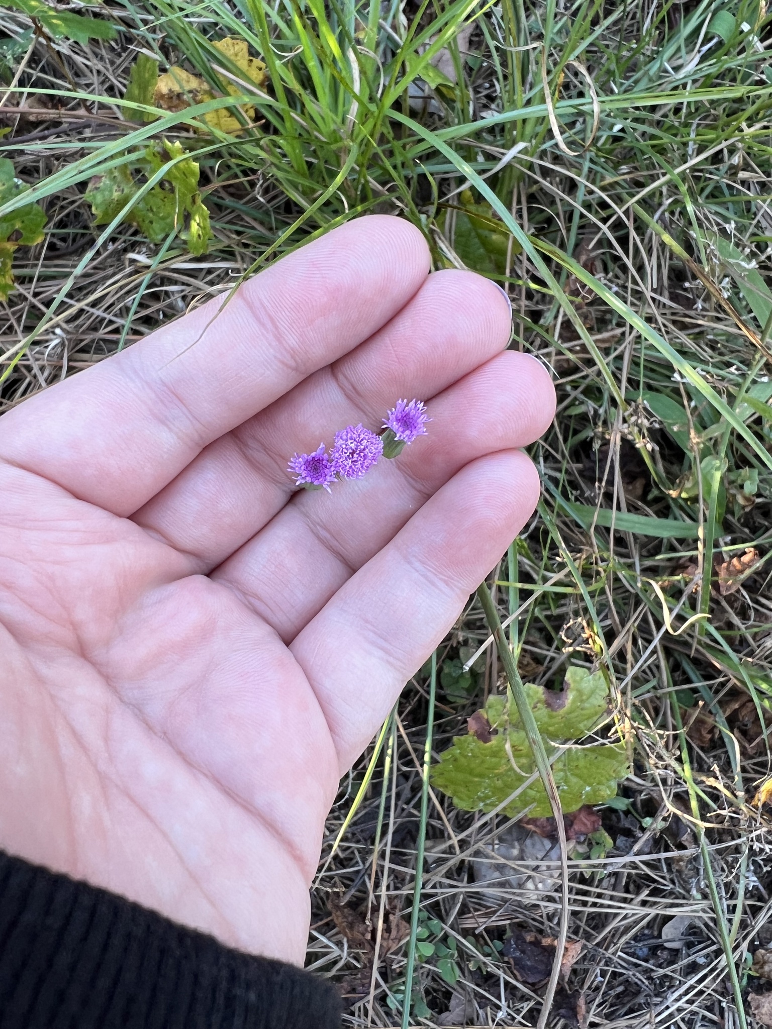 Emilia sonchifolia (L.) DC. ex Wight