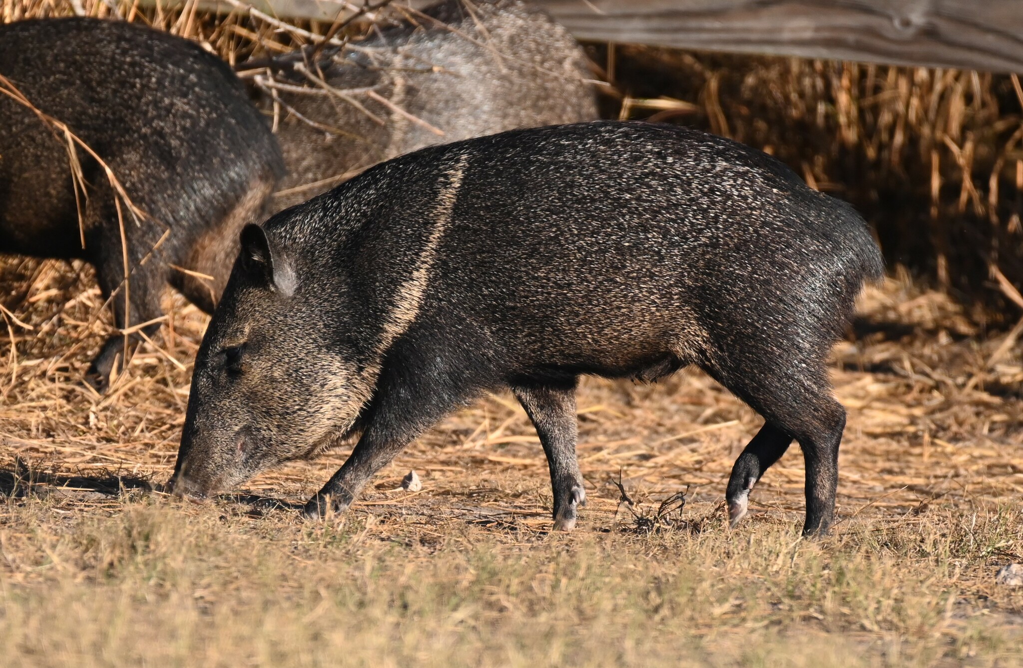 Pecari tajacu (Linnaeus, 1758)