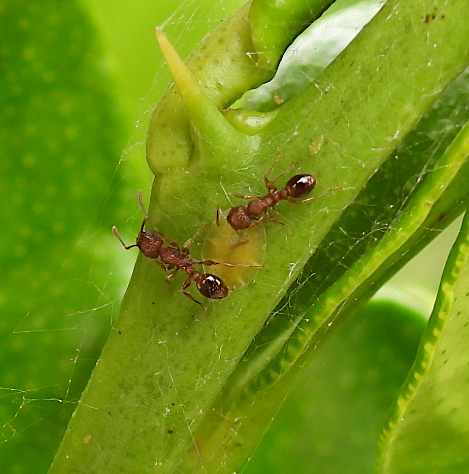 Bicolored Pennant Ant in January 2023 by cirolana · iNaturalist