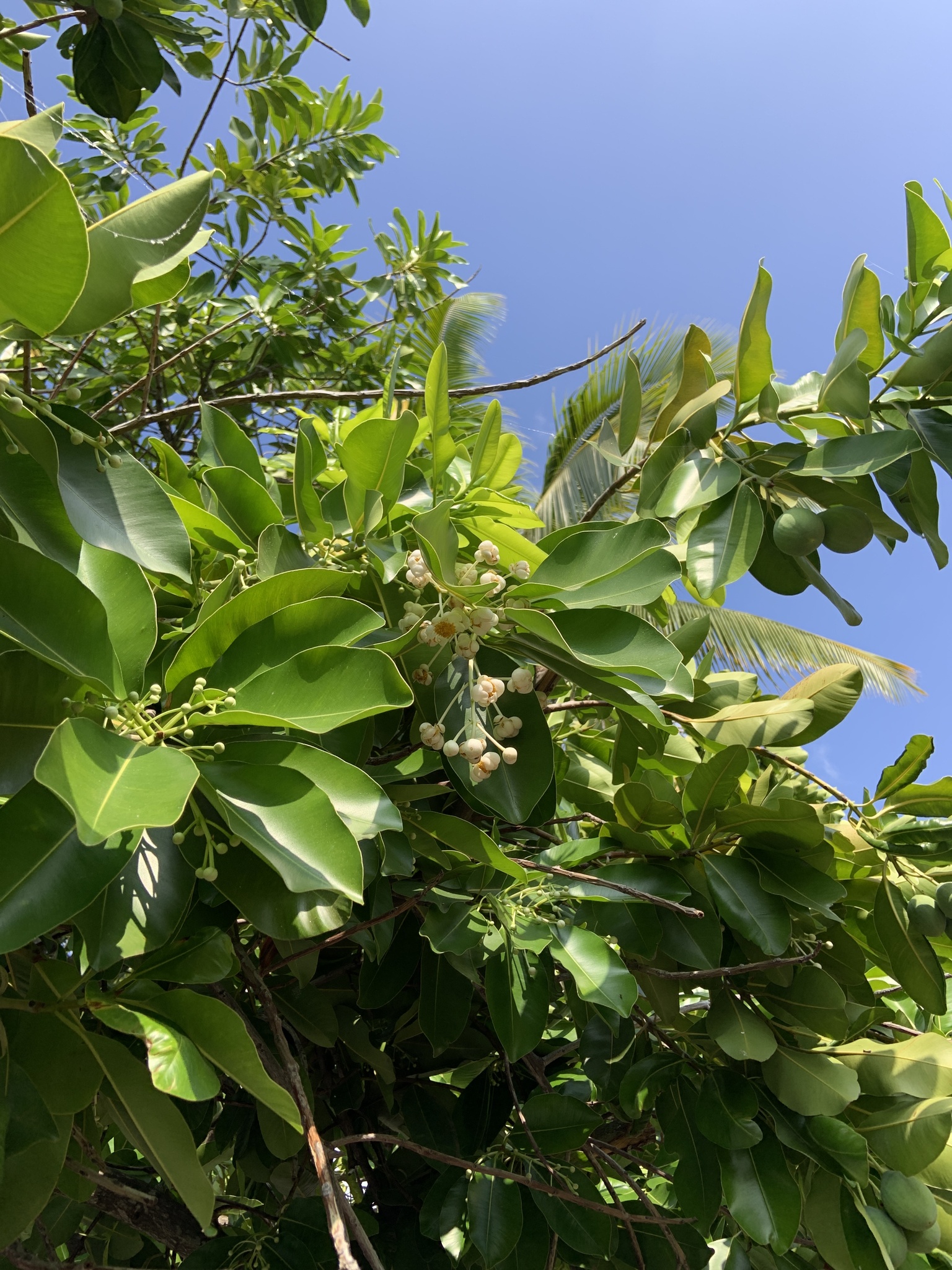 Calophyllum inophyllum L.