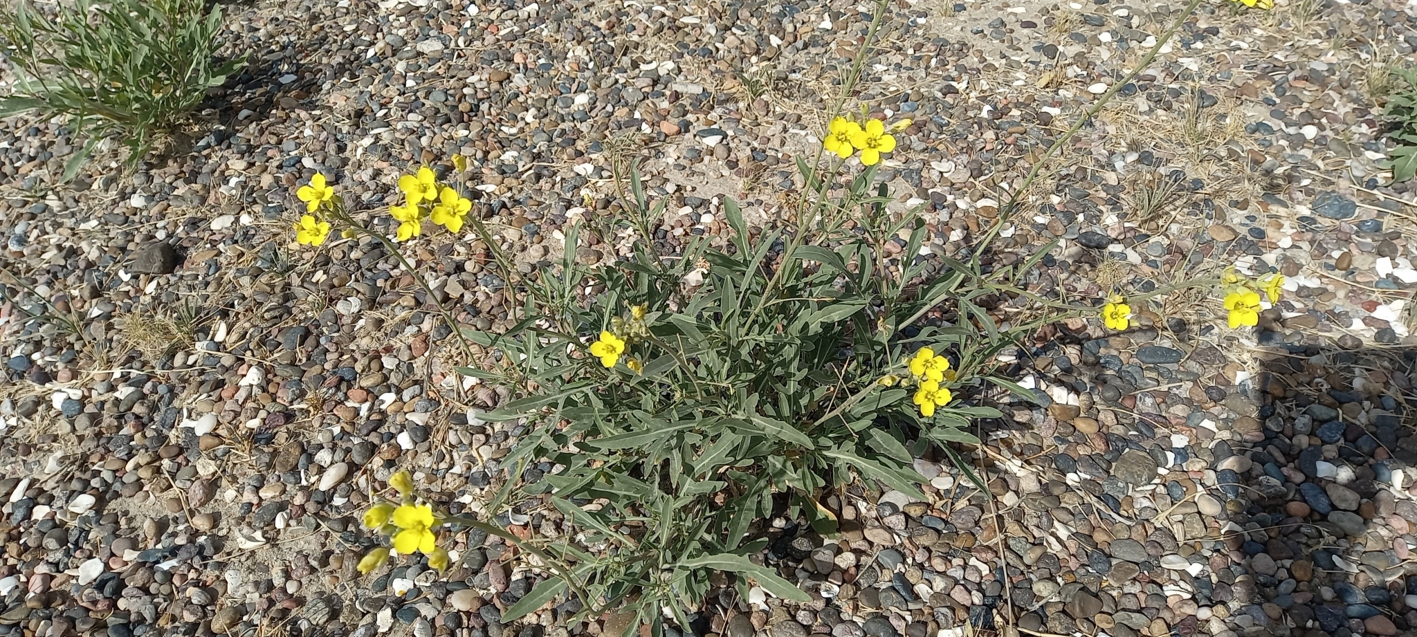 Diplotaxis tenuifolia (L.) DC.