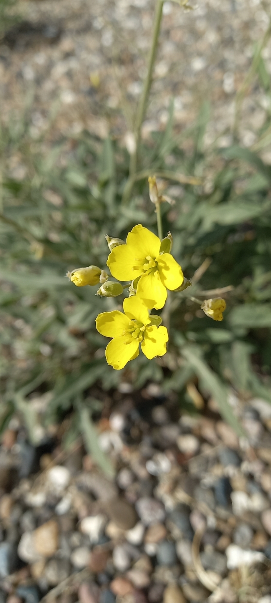 Diplotaxis tenuifolia (L.) DC.
