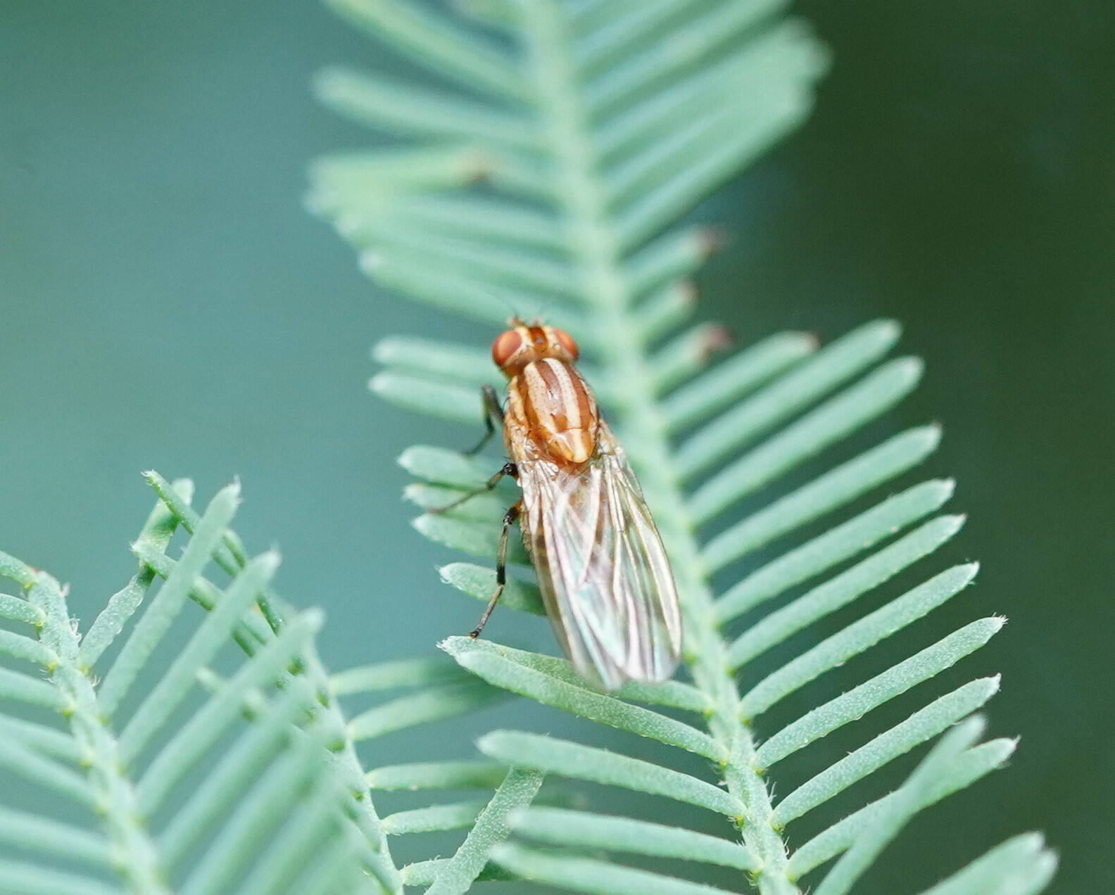 Lauxaniidae