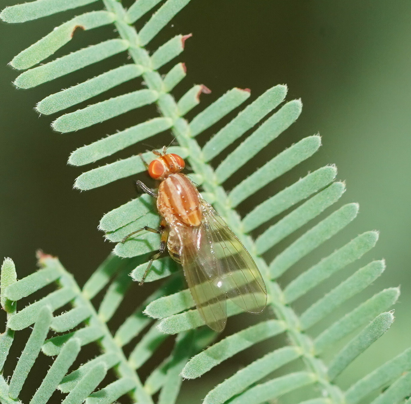Lauxaniidae